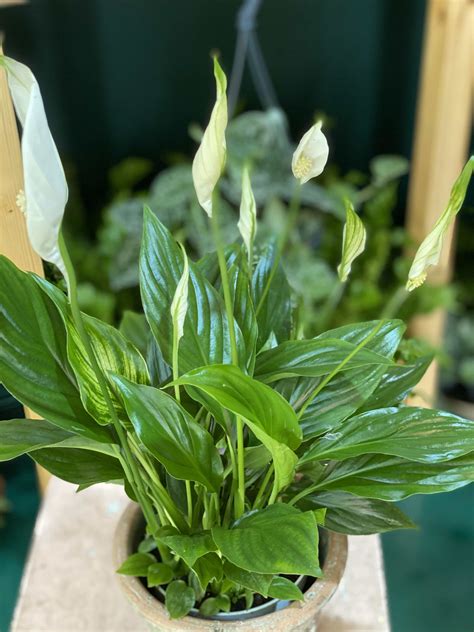 Spathiphyllum Skrzydłokwiat Jungle Boogie