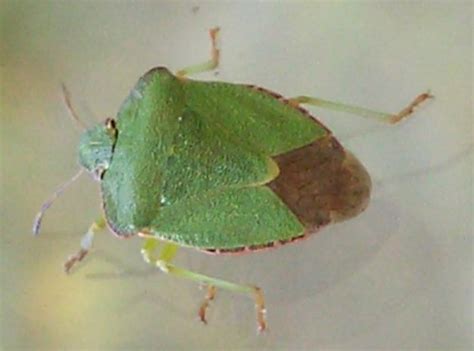 Green Shield Bug Palomena Viridissima