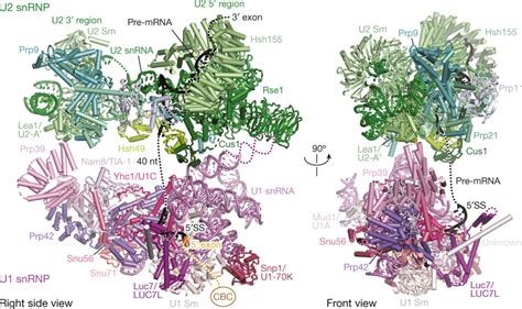 Prespliceosome A Complex Structure Two Orthogonal Views Of The Yeast Download Scientific