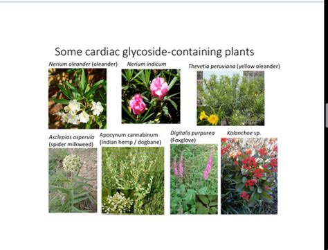 Toxic Plants Flashcards Quizlet