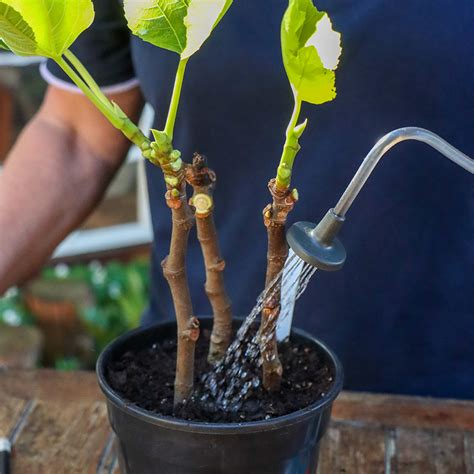 Propagating Fig Cuttings