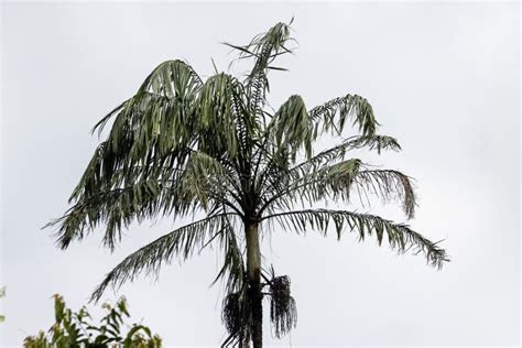 Nibung Palm Tree Oncosperma Tigillarium Stock Image Image Of