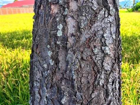 Mahogany Tree Trunk Surface Texture Stock Image Image Of Abstract