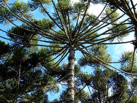 Araucária Araucaria angustifolia Bertol Kuntze A planta da vez