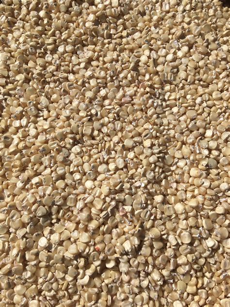 Hickory King White Non Gmo 25 Lb Bag