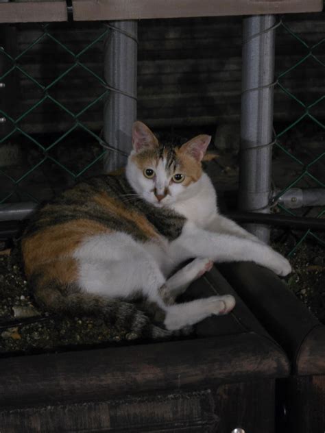 고양이 유머 움짤 이슈 에펨코리아