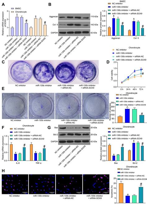 Erratum Notice For “microrna 130b Downregulation Potentiates