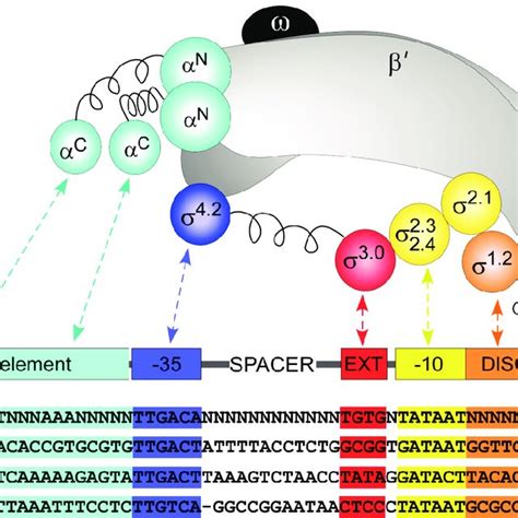 Sequence Specific Interactions Between 70 Rnap And Regions Of The Download Scientific Diagram