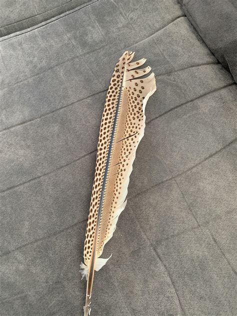 1513 Best Central Texas Images On Pholder Whatsthisplant Arrowheads