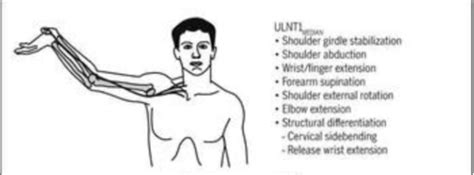 Neurodynamics Flashcards Quizlet