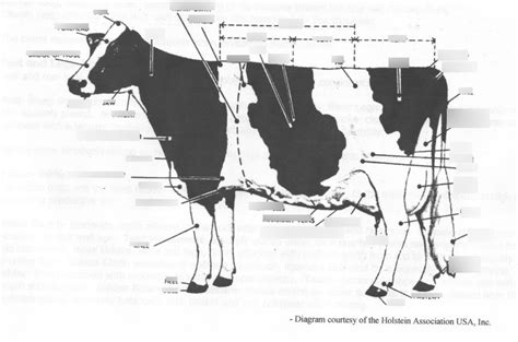 Dairy Cattle External Anatomy At Patricia Pacheco Blog