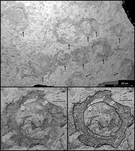 Circulichnis Leomonti N Sp Top View Of Upper Surface Of The Slab Download Scientific