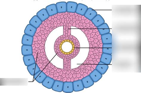 Study Of Cell Layers Mesentery Endoderm Ectoderm Mesoderm And Coelom Definitions In Biology