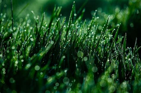 Orvalho da manhã na grama profundidade de campo rasa grama verde