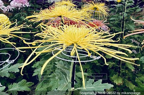 黄色い菊の花。の写真・画像素材 6128532 Snapmart（スナップマート）