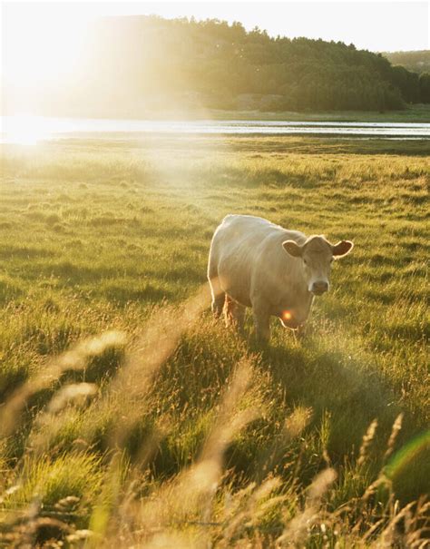 Sigill Sänker Trösklarna För Naturbeteskött ”viktig Pusselbit