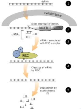 RNA Interference And Non Coding RNAs Flashcards Quizlet