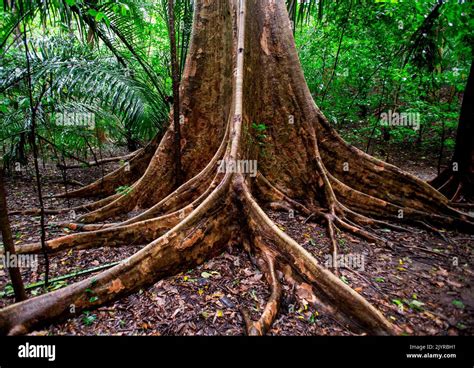 Fragment Of A Big Tree In A Tropical Forest Sulawesi Indonesia Stock