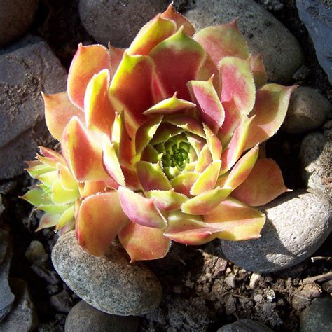 Commander Hay Hens And Chicks Sempervivum Commander Hay Servescape