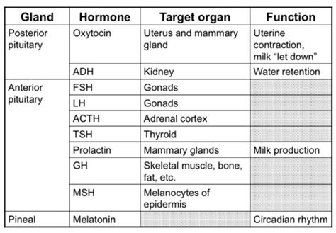 Endocrine System Flashcards Quizlet