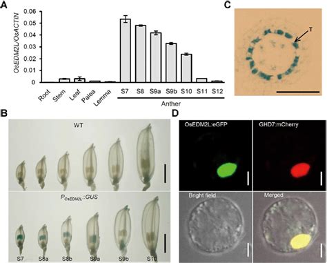 Expression Pattern Of OsEDM2L And Subcellular Localization Of Protein