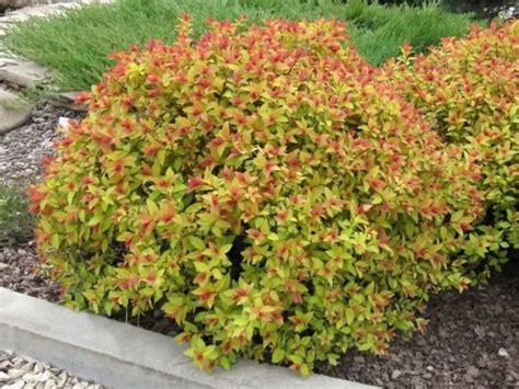 Самые быстрорастущие и неприхотливые кустарники на моем участке Посадите не пожалеете