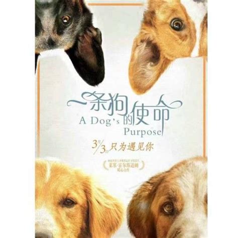 一條狗的使命狗的使命你的使命 每日頭條