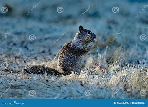 A Pocket Gopher Eating Lunch Stock Image Image Of Basking Pocket