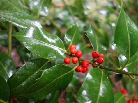 Identifying Male And Female Holly Bushes