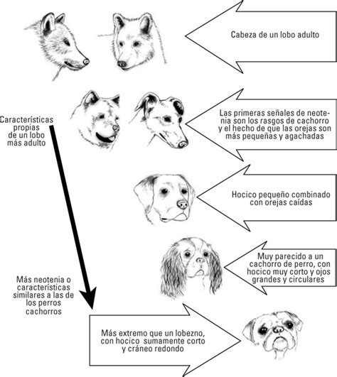 Son Los Perros Realmente Descendientes De Los Lobos