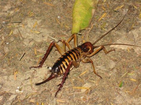 Tree Weta Facts Identification And Pictures