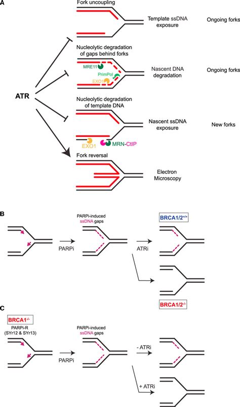 Model For Distinct Functions Of Atr In The Protection Of Replication