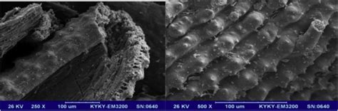 Scanning Electron Micrographs Of Biochar Scale Bar Of 250Â Left And Download Scientific