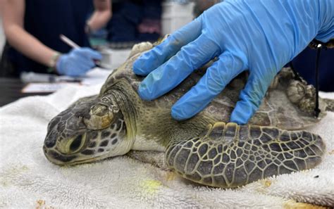 Meet Java The Sea Turtle Charleston Coffee Roasters