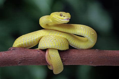 Página 7 Imágenes De Viboras Descarga Gratuita En Freepik