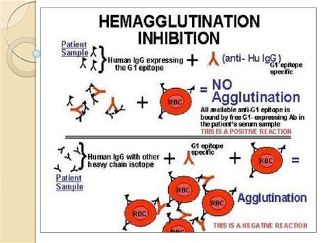 Antigen And Antibody Reaction