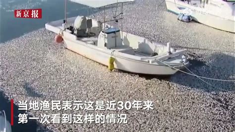 【日本一渔港附近大量沙丁鱼死亡海面被死鱼覆盖层层叠叠 空气弥漫鱼腥味】 Youtube