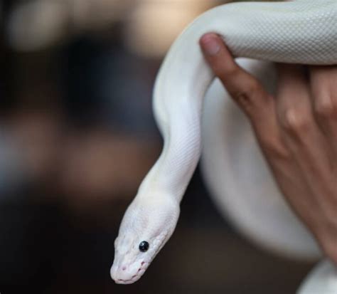 Blue Eyed Leucistic Burmese Python