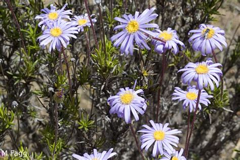Olearia Ciliata Australian Native Plants Society Australia