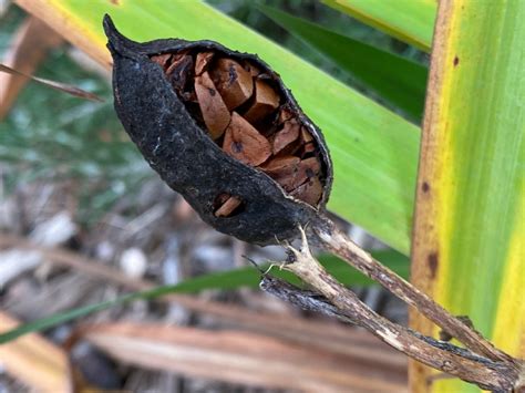 Iris Seed Pods Pbmgarden