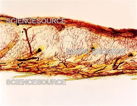 Capillaries In Skin Light Micrograph Stock Image Science Source Images