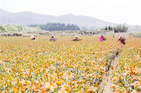 荣成市人民政府 图片新闻 花卉产业促农民增收
