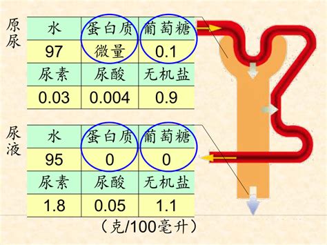 第四章人体内代谢废物的排出 第一节 尿液的形成与排出课共22张ppt件2021 2022学年济南版生物七年级下册21世纪教育网 二一教育