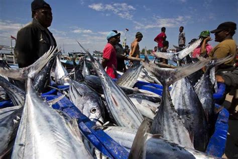Harga Ikan Cakalang Segar Di Ambon Rp100 000 Ekor Maluku Post
