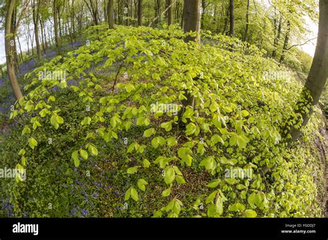 Common Beech Fagus Sylvatica Leaves Growing In Woodland Habitat