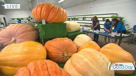 Vegetable Judging On Day 1 Of Minnesota State Fair Youtube