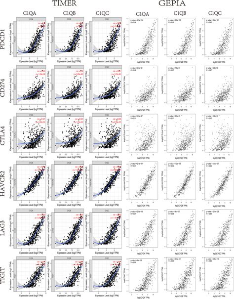 Prognostic And Immune Related Value Of Complement C1q C1qa C1qb And