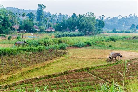 Kandy Village Walk With A Local Provided By Travceylon