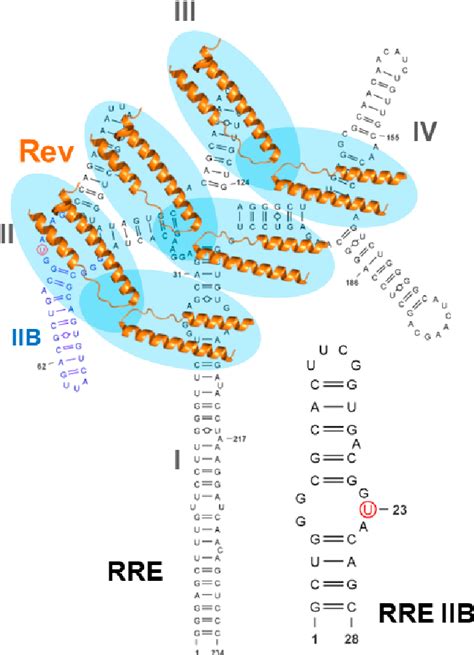 Figure 1 From Exploring The Hiv 1 Rev Recognition Element Rrerev