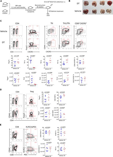 Tfr Cells Are Dispensable For Tumor Control A Set Up Of Tfr